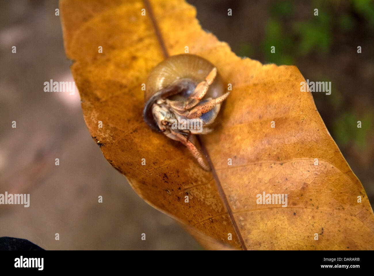 La terre de crabe ermite Banque de photographies et d’images à haute ...