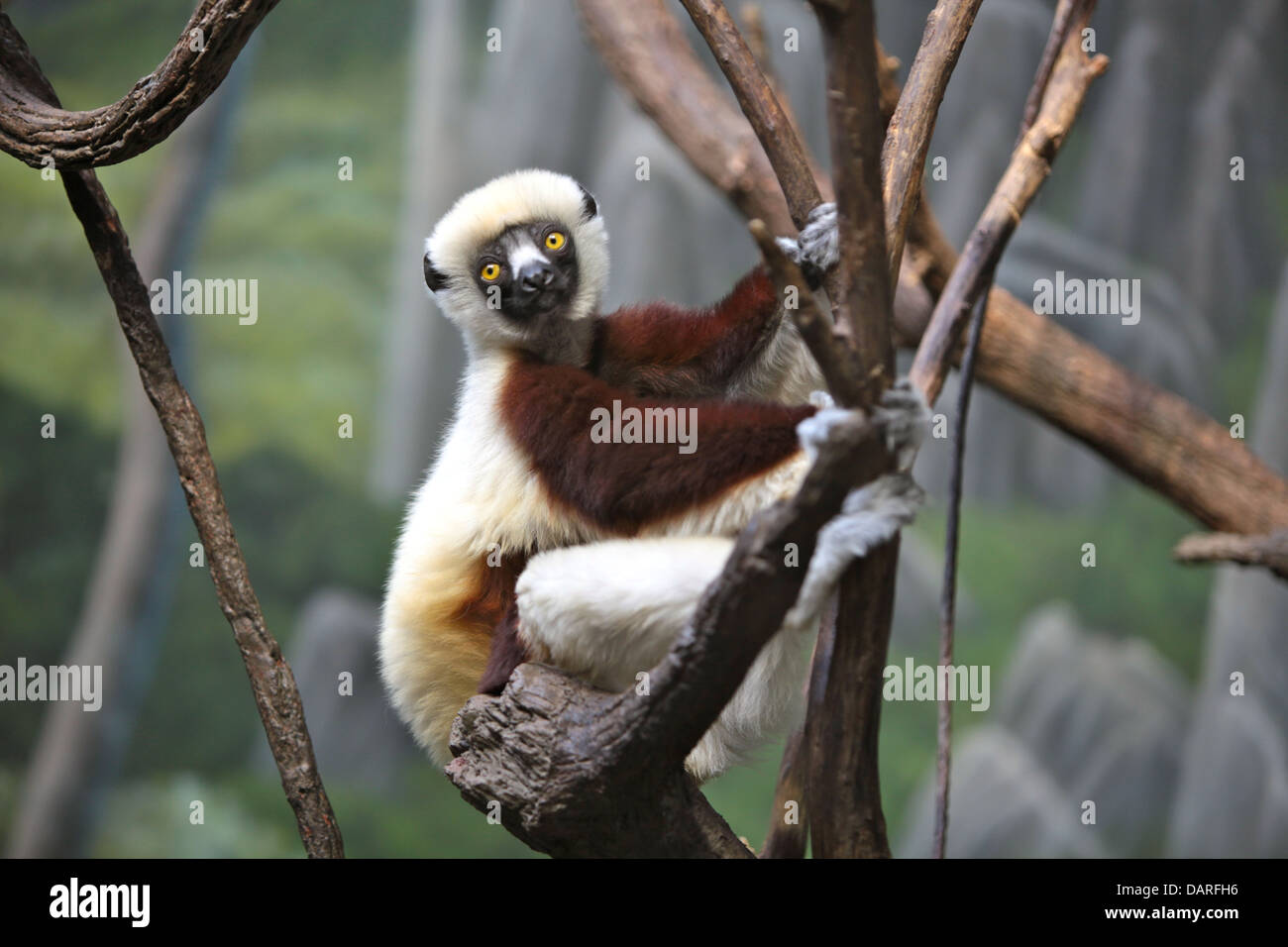 Coquerels Sifaka Propithecus Verreauxi Coquereli Un Lémurien De
