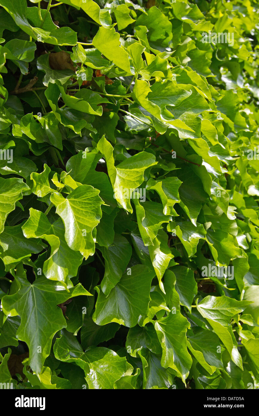 Mur couvert de lierre Banque de photographies et d’images à haute ...