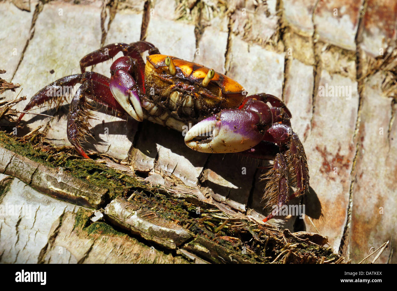 Coconut crab tree Banque de photographies et d’images à haute ...