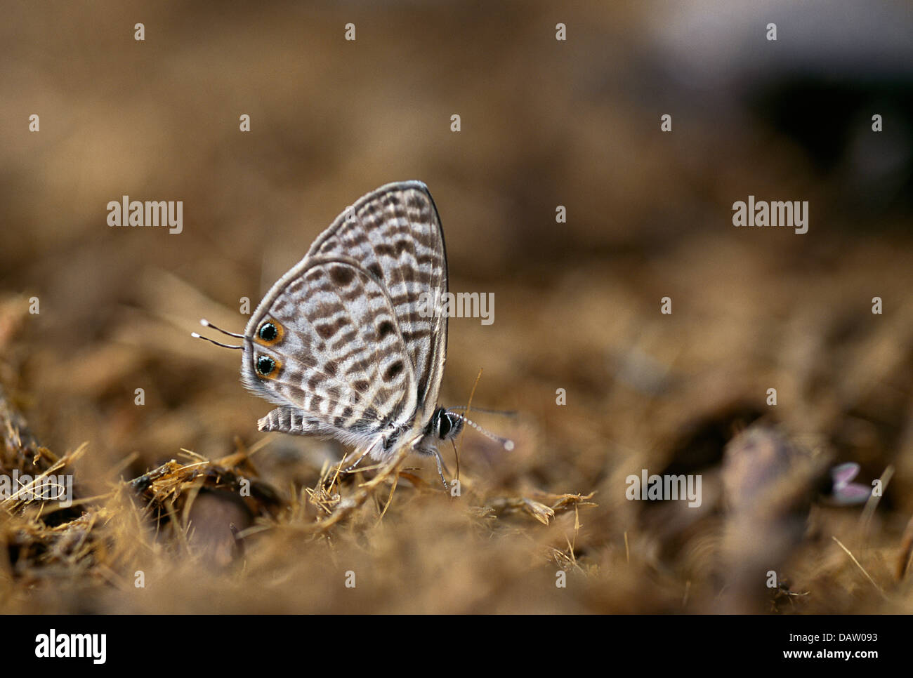 Papillon sur la bouse Banque de photographies et d’images à haute ...