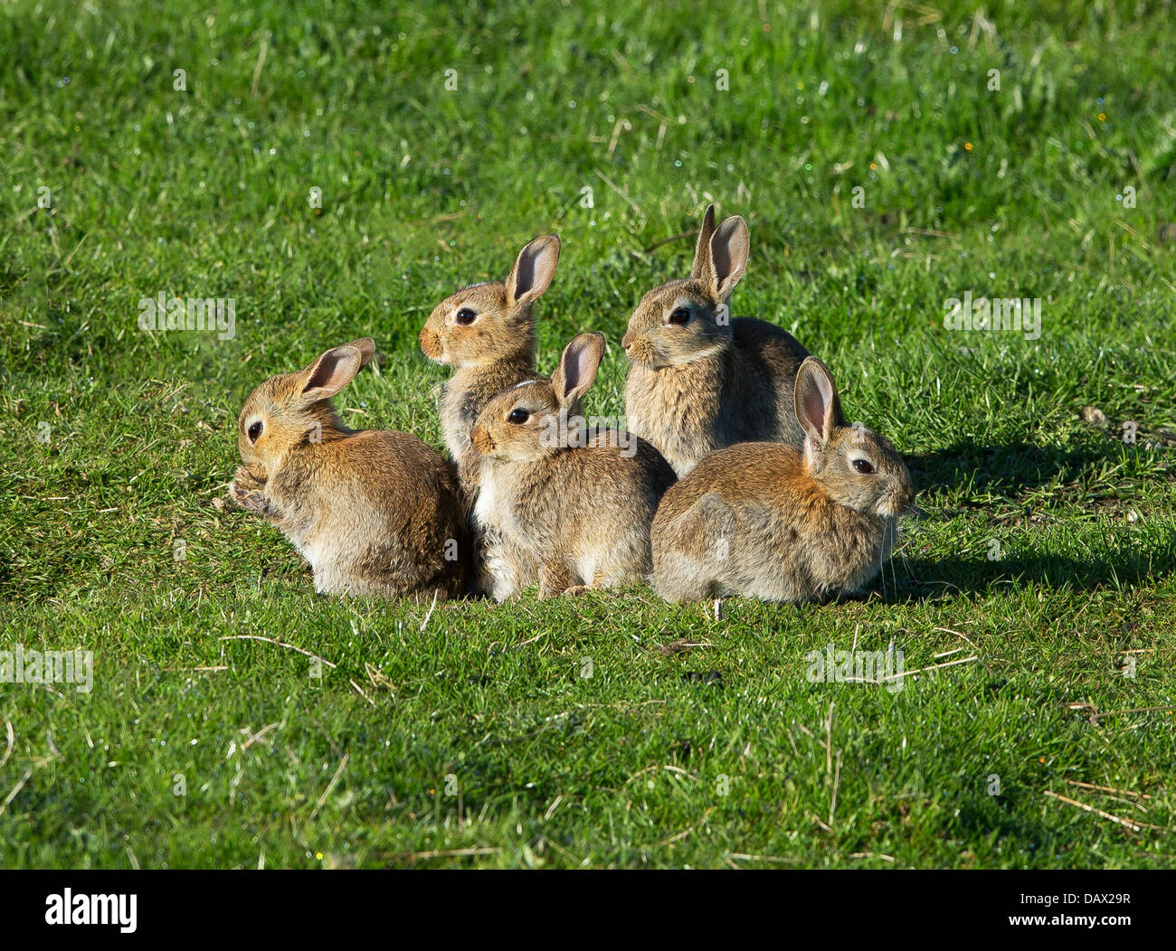 Baby rabbits Banque de photographies et d’images à haute résolution - Alamy