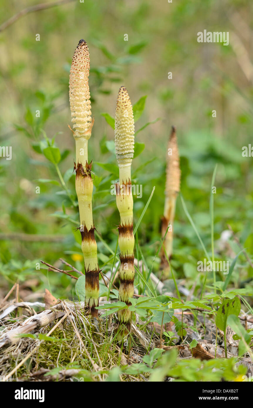La prêle géante (equisetum giganteum Photo Stock - Alamy