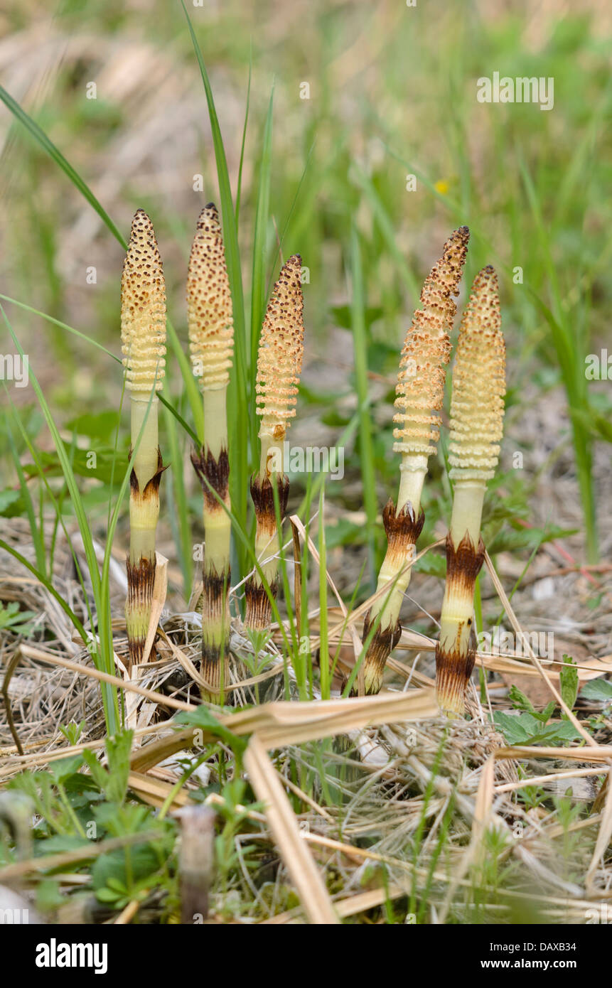 La prêle géante (equisetum giganteum Photo Stock - Alamy