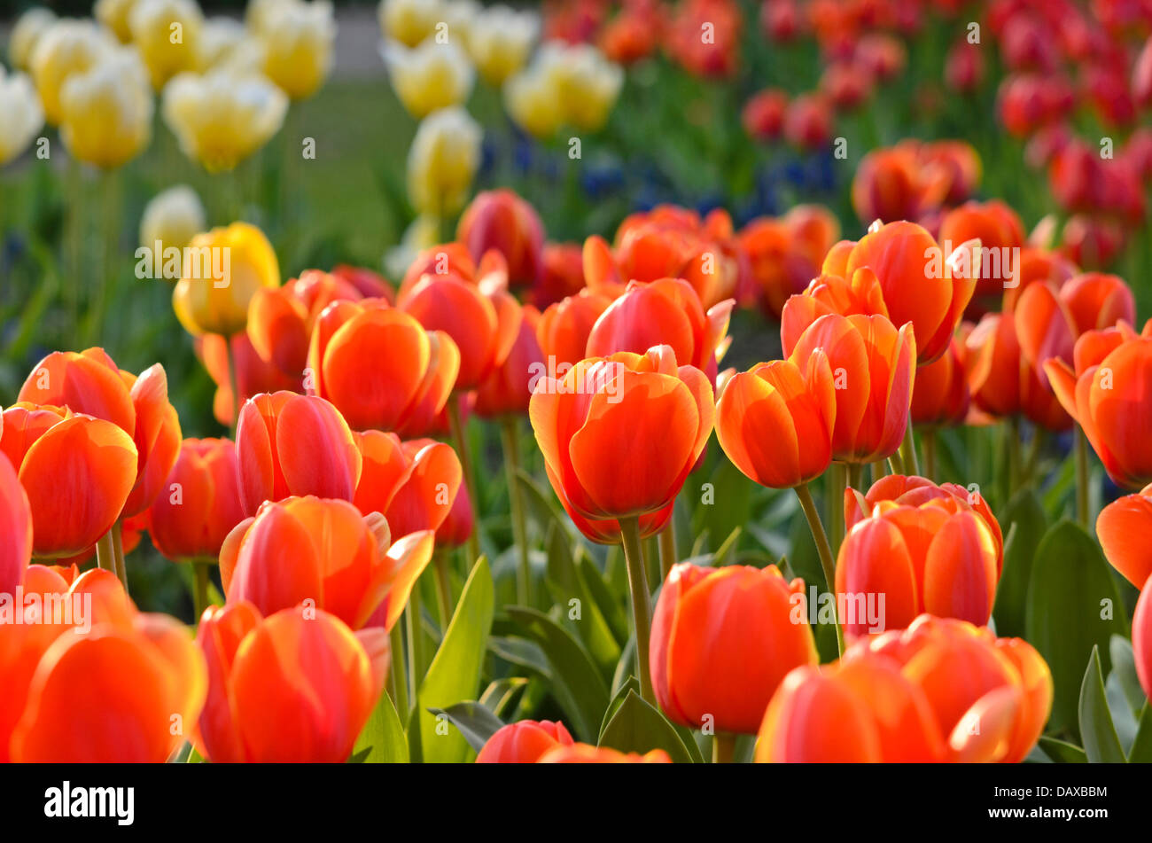 Tulipe darwin Banque de photographies et d’images à haute résolution ...