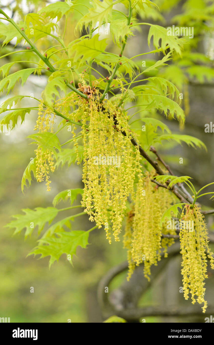 Fleur de chêne Banque de photographies et d’images à haute résolution ...