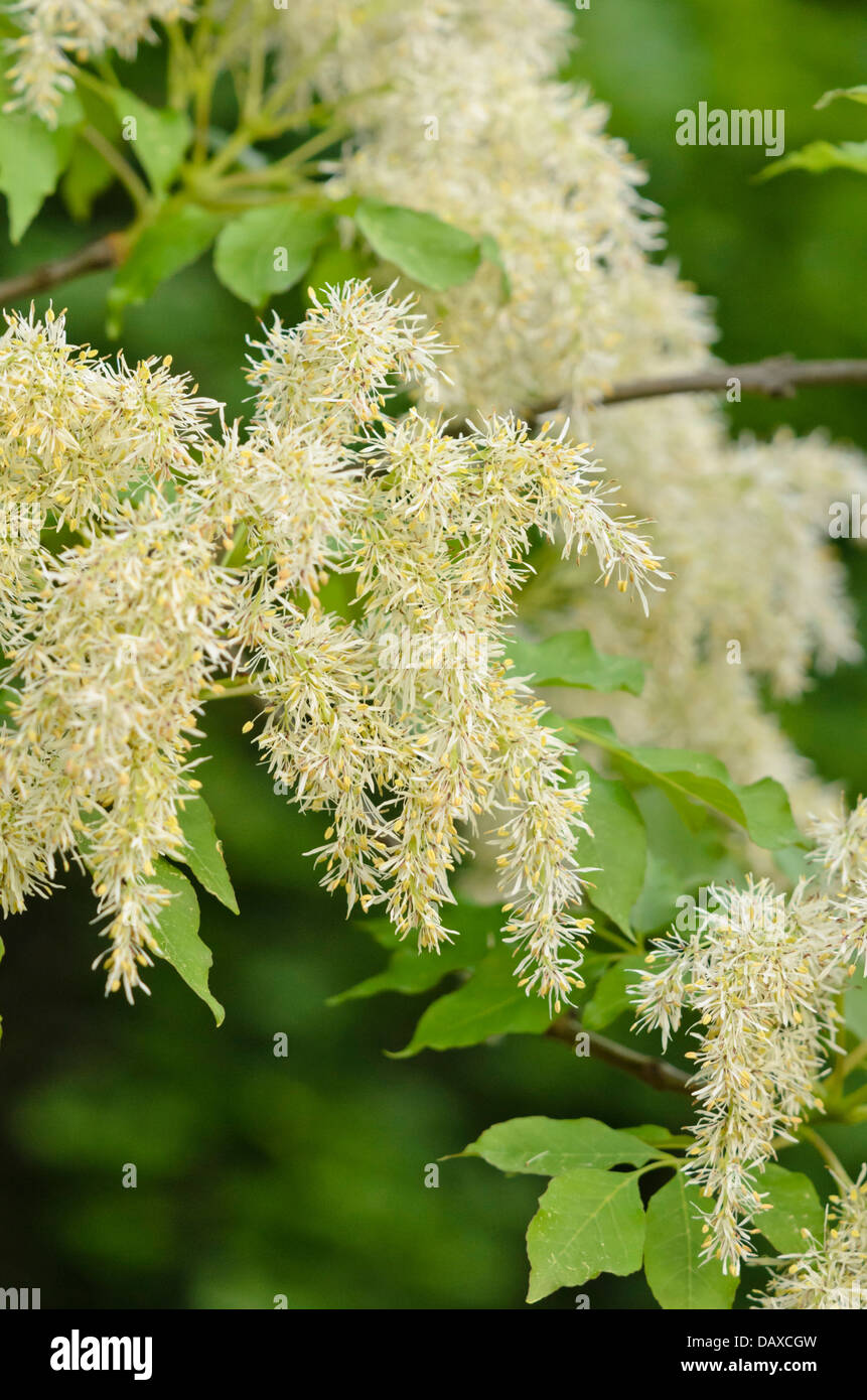 Manna ash fraxinus ornus Banque de photographies et d’images à haute ...