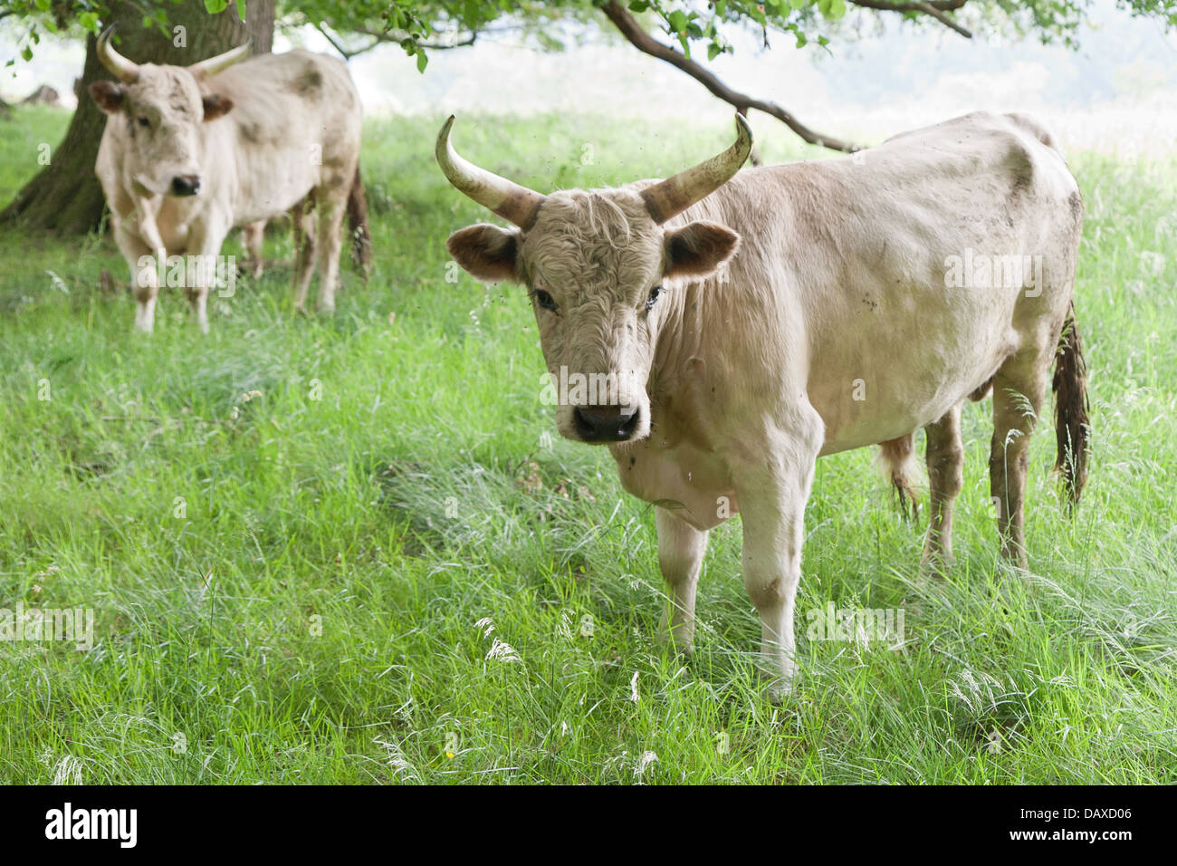 Veau chillingham vache bovins sauvages Banque de photographies et d ...