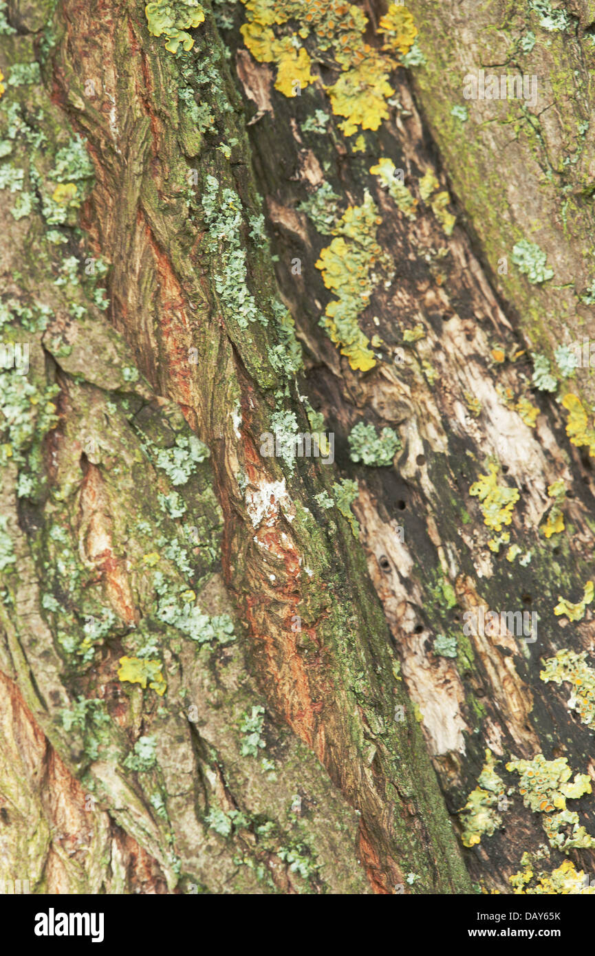 Lichen des arbres Banque de photographies et d’images à haute ...