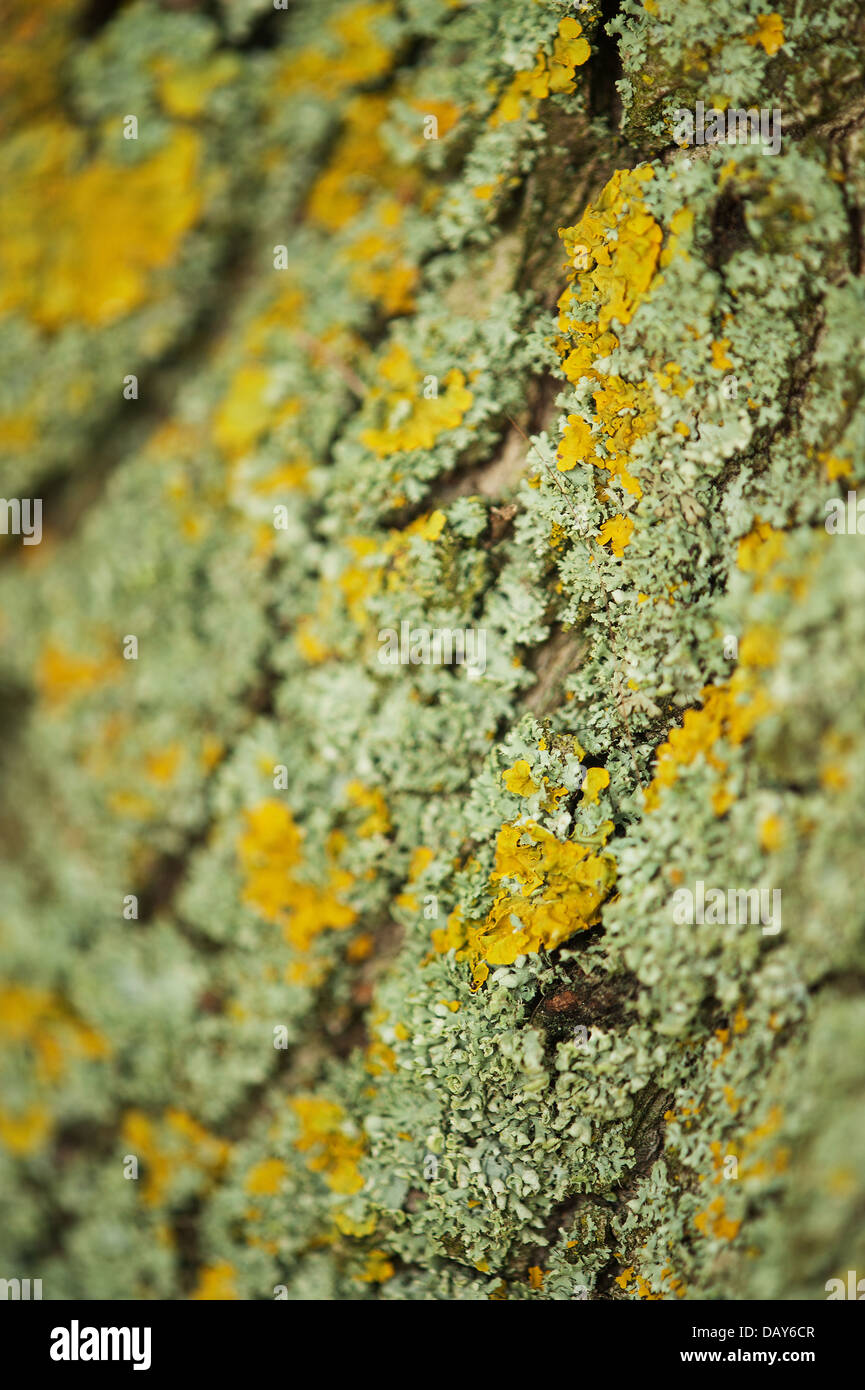 Lichen des arbres Banque de photographies et d’images à haute ...