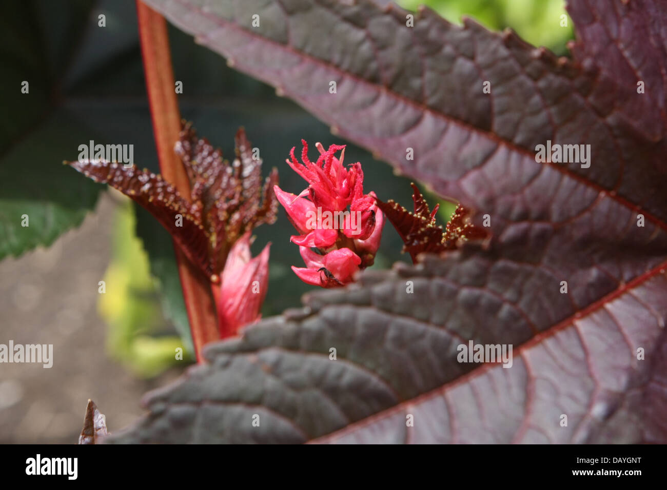 Castor oil plant poisonous ricin poison Banque de photographies et d ...