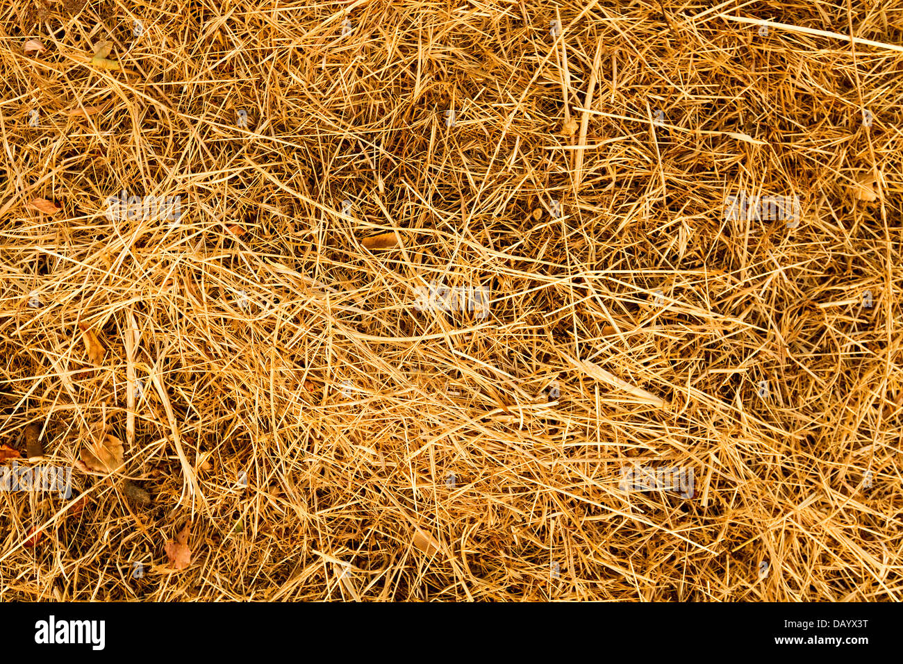 Texture de fond de paille Banque de photographies et d’images à haute ...