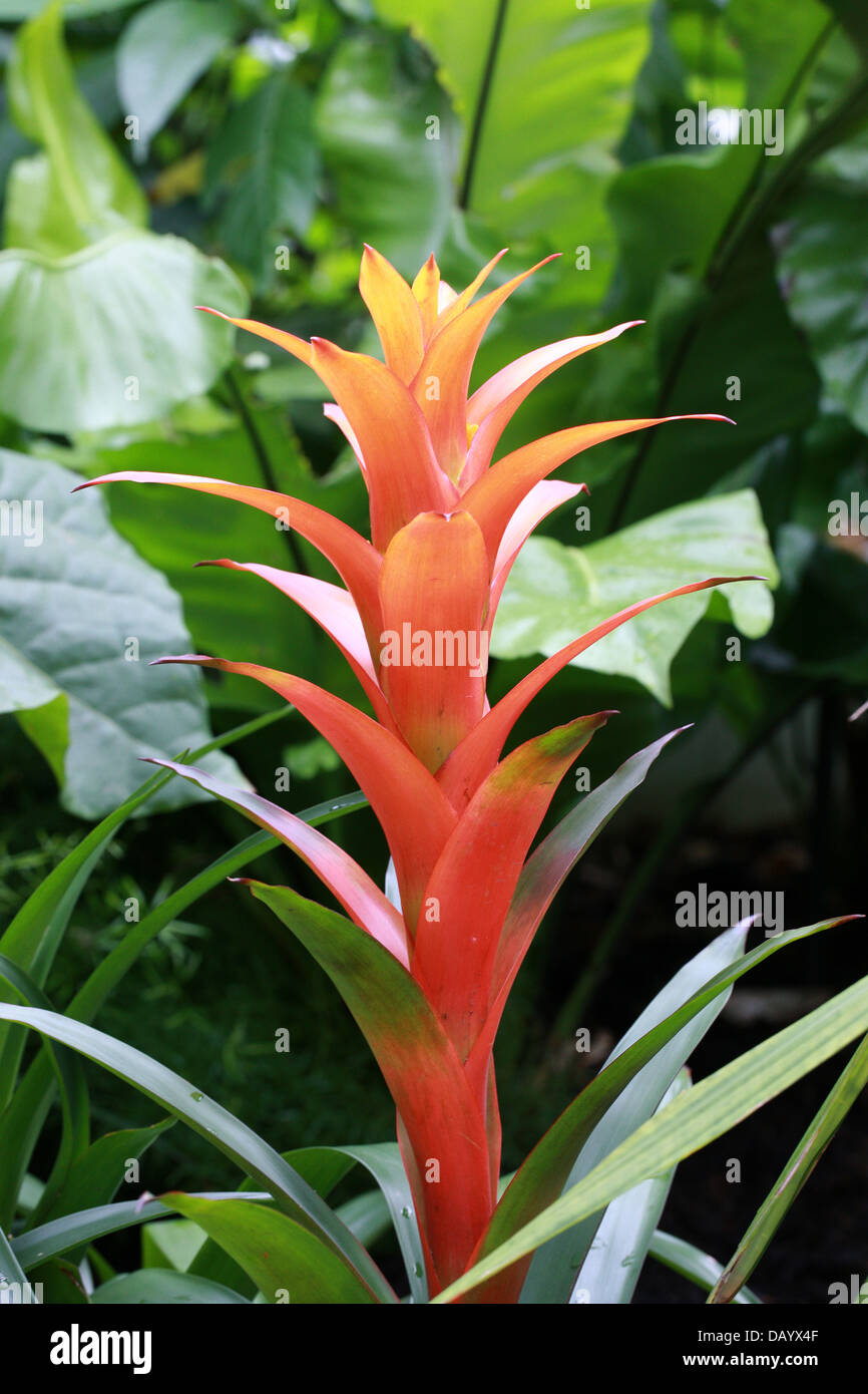 Bromelia jaune Banque de photographies et d’images à haute résolution ...