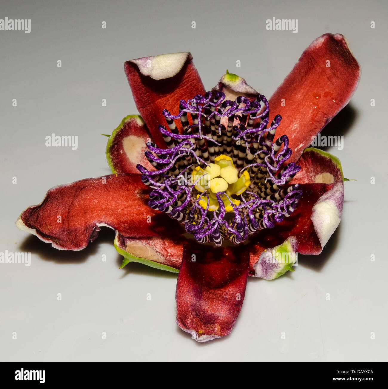 Passiflora edulis passion fruit flower Banque de photographies et d ...