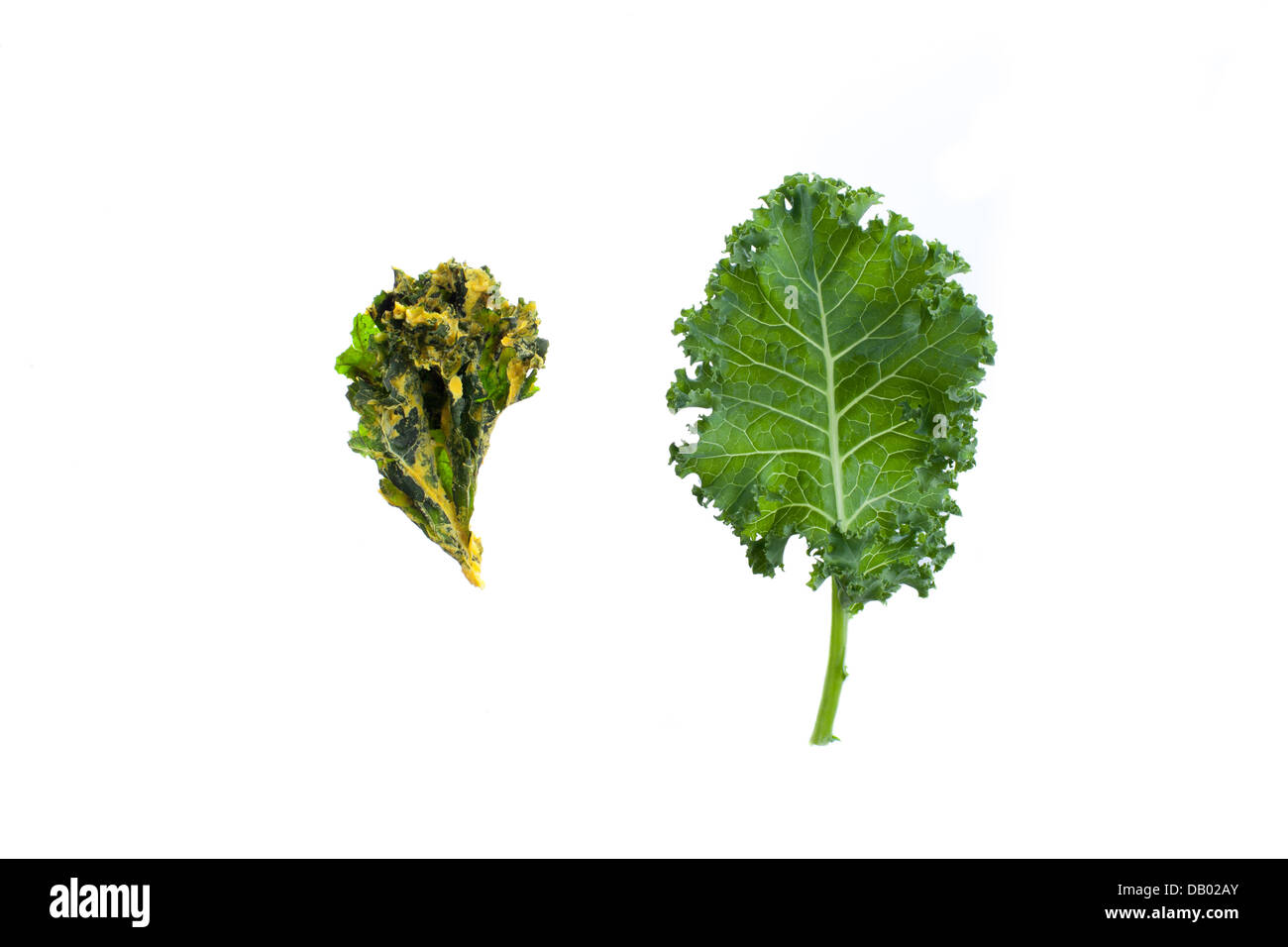 Feuille de chou frisé Banque d'images détourées - Alamy