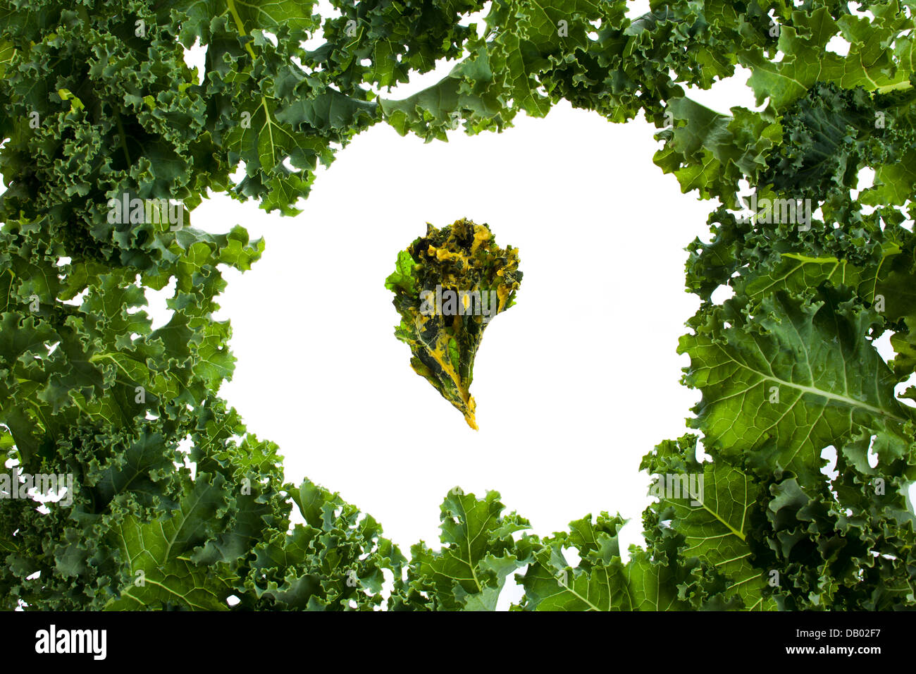 Bouquet de chou vert frisé avec une puce dans le milieu Photo Stock - Alamy