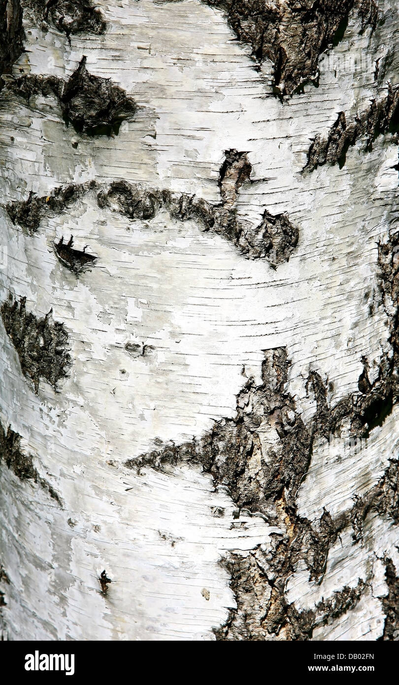 La texture de fond d'écorce de bouleau Photo Stock - Alamy