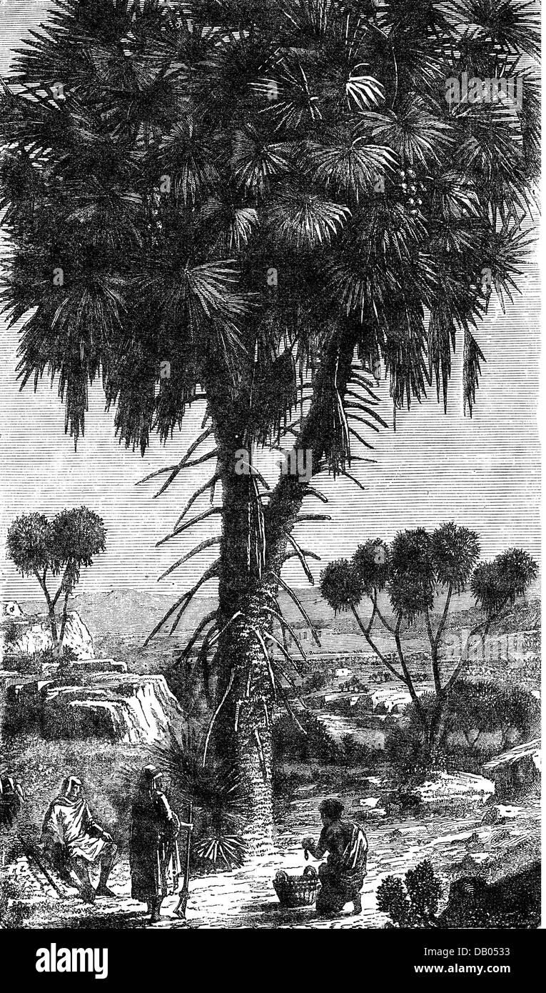 botanique, arbres, paume de doum (Hyphaene thebaica), gravure de bois ...
