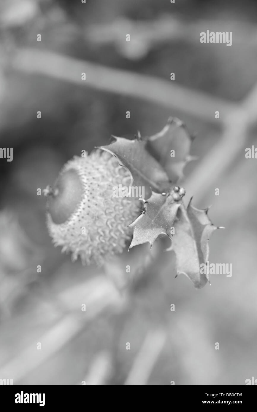 Chêne kermès, Quercus coccifera, Espagne Photo Stock - Alamy