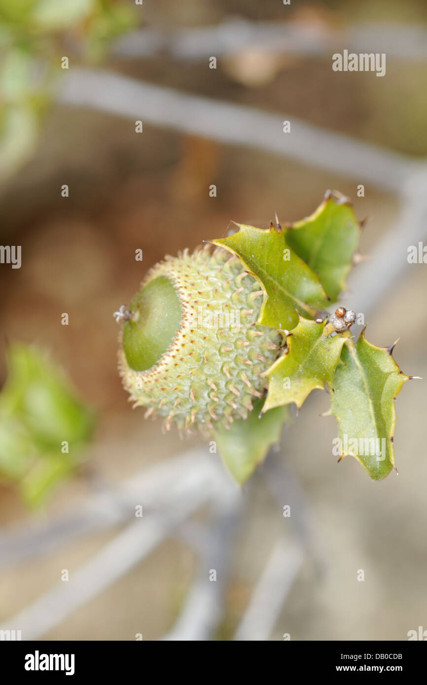 Chêne kermès, Quercus coccifera, Espagne Photo Stock - Alamy