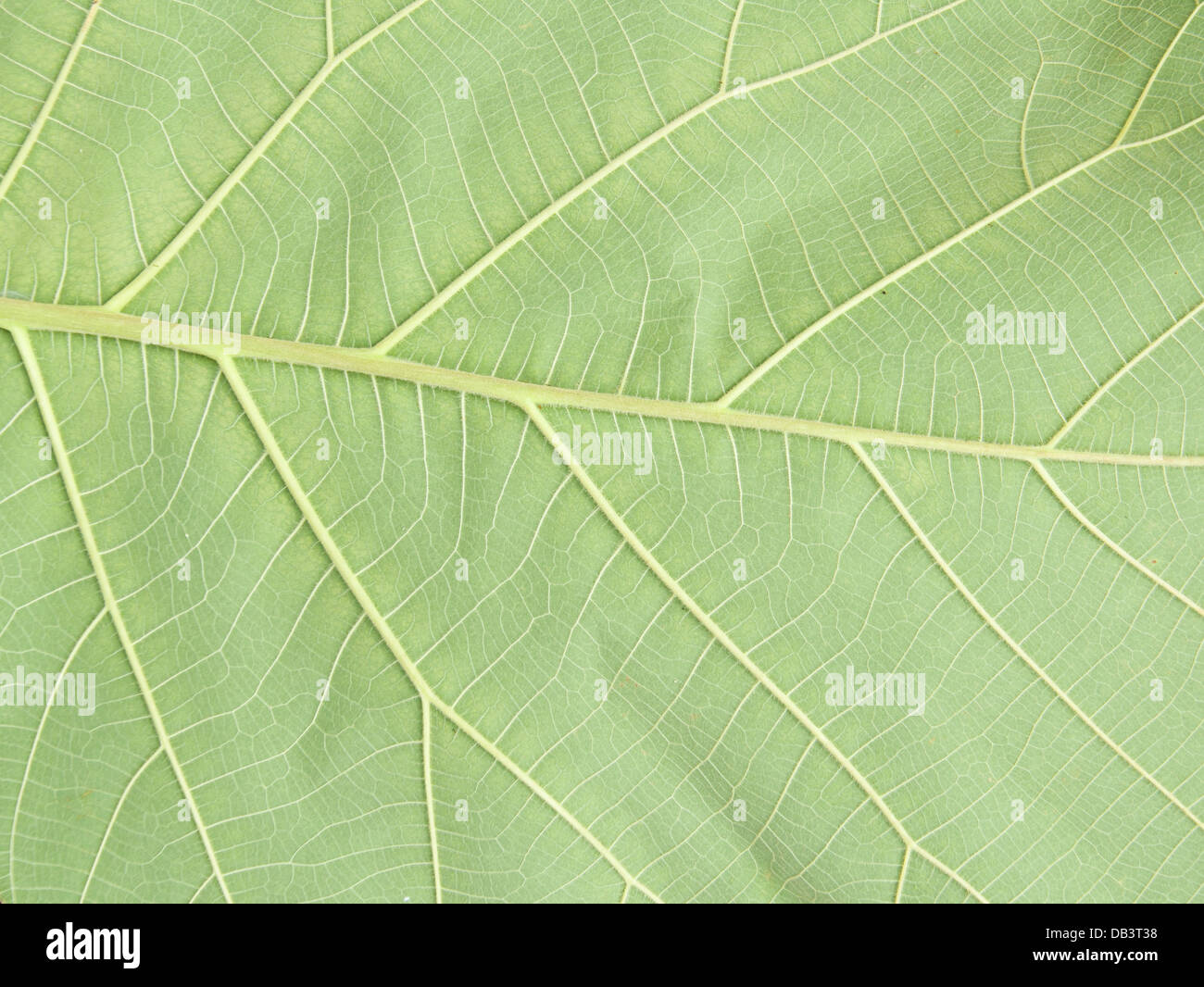 Teak wood texture Banque de photographies et d’images à haute ...
