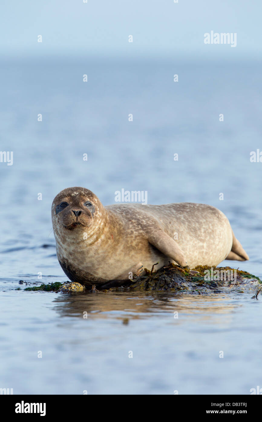 Loup marin Banque de photographies et d’images à haute résolution ...