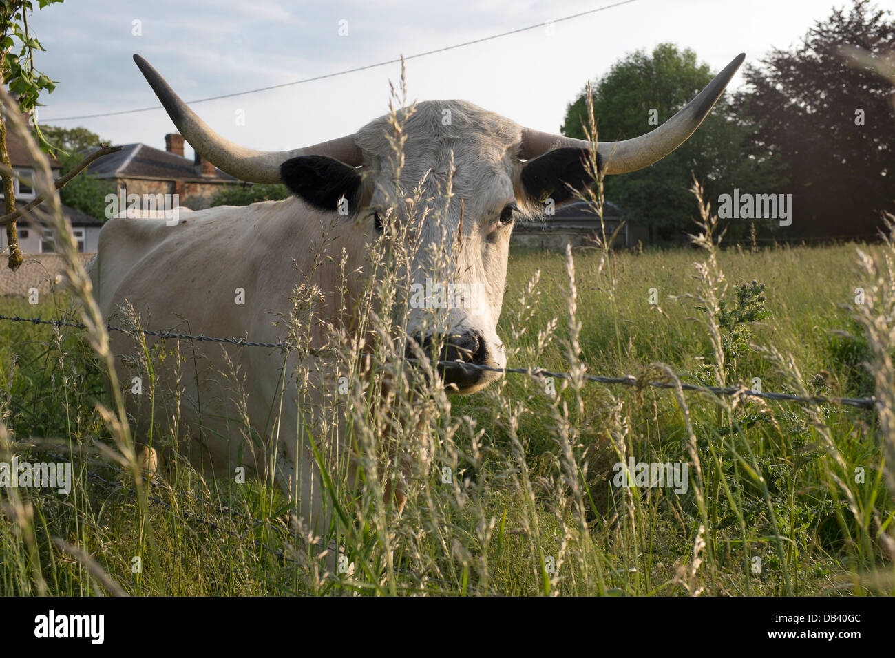 British long horn cattle Banque de photographies et d’images à haute ...