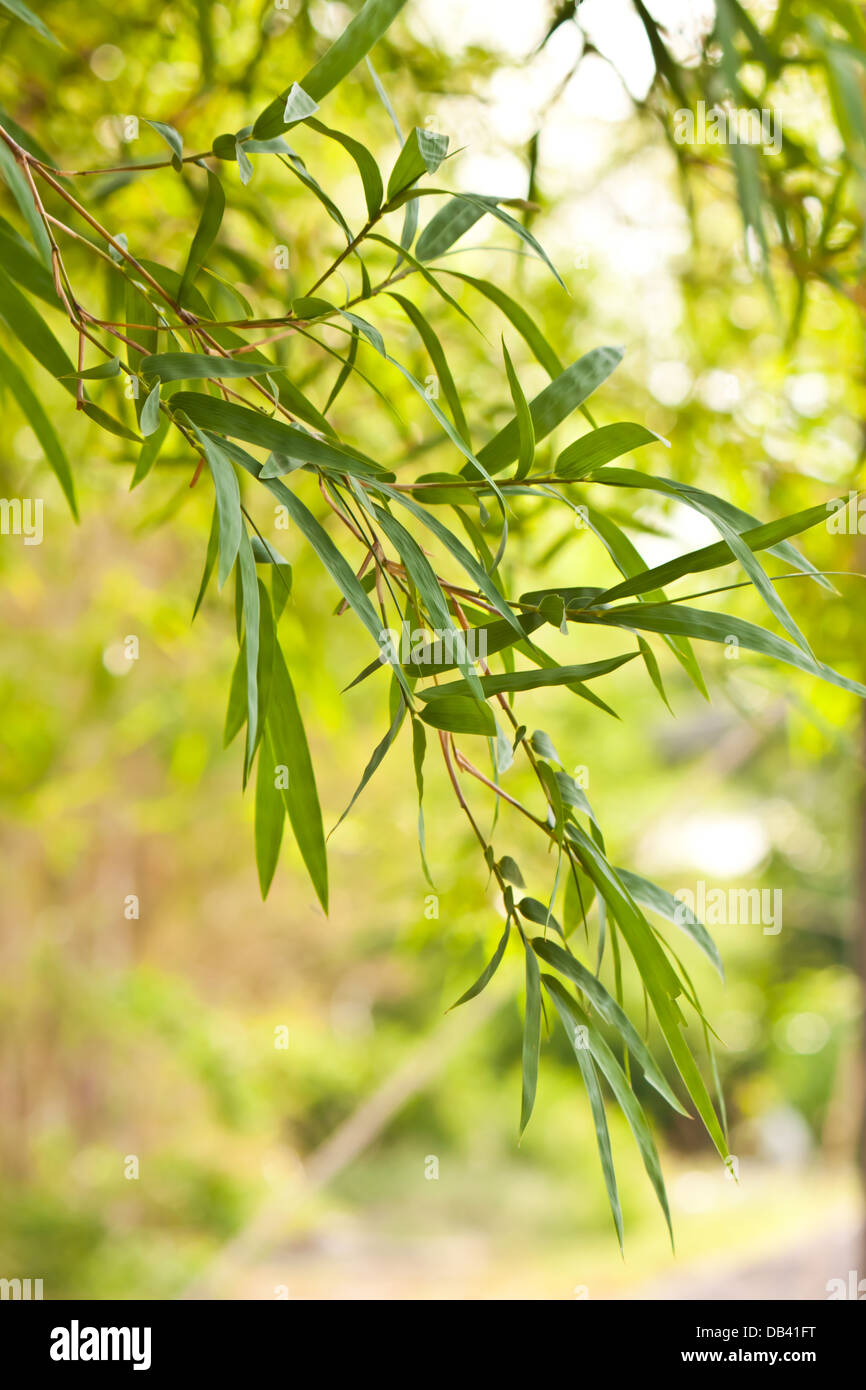 Feuille de bambou Banque de photographies et d’images à haute ...