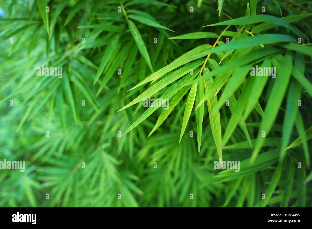 Feuilles de bambou Banque de photographies et d’images à haute ...