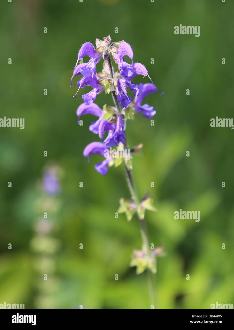 Plante de sauge Banque de photographies et d’images à haute résolution ...