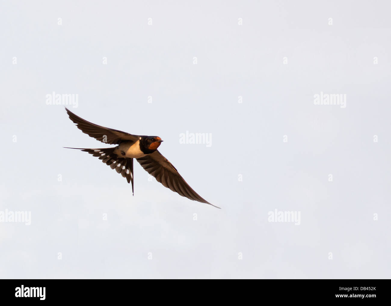 Hirundo rustica Banque de photographies et d’images à haute résolution ...