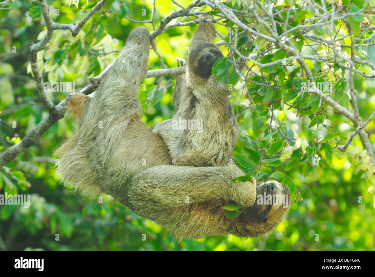Bébés paresseux Banque de photographies et d’images à haute résolution ...