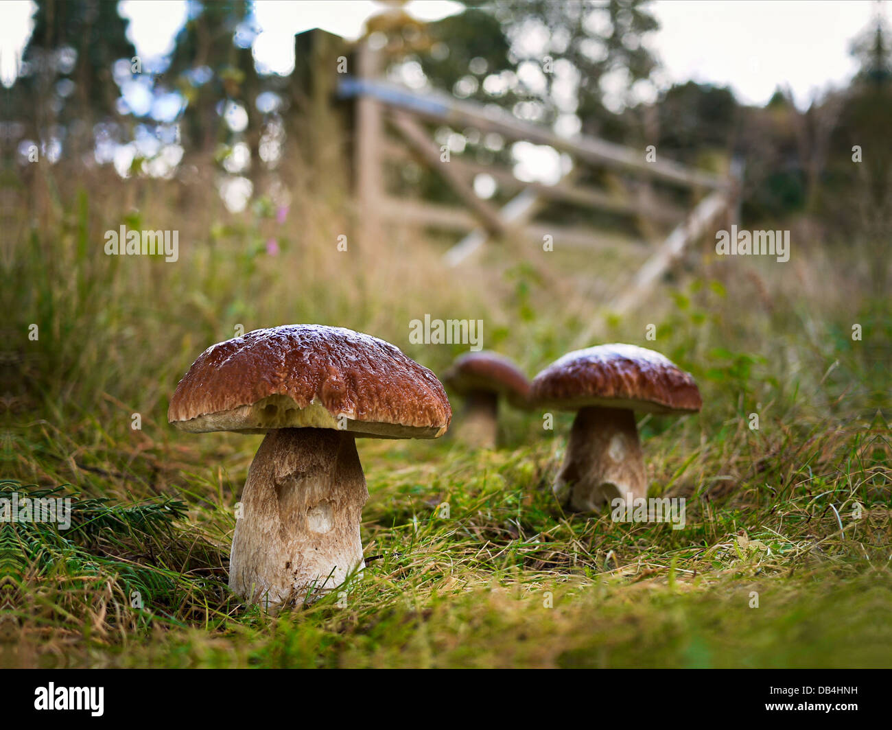 Le célèbre champignon sauvage, le cep, Penny Bun, bolets - tous ...
