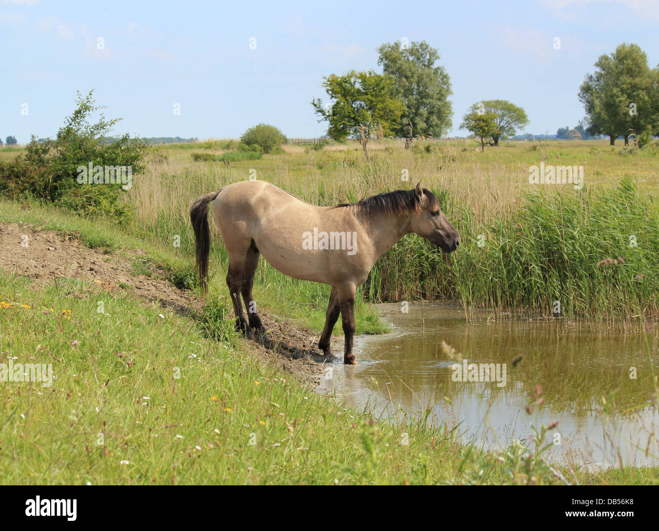 Cheval primitif polonais Banque de photographies et d’images à haute ...