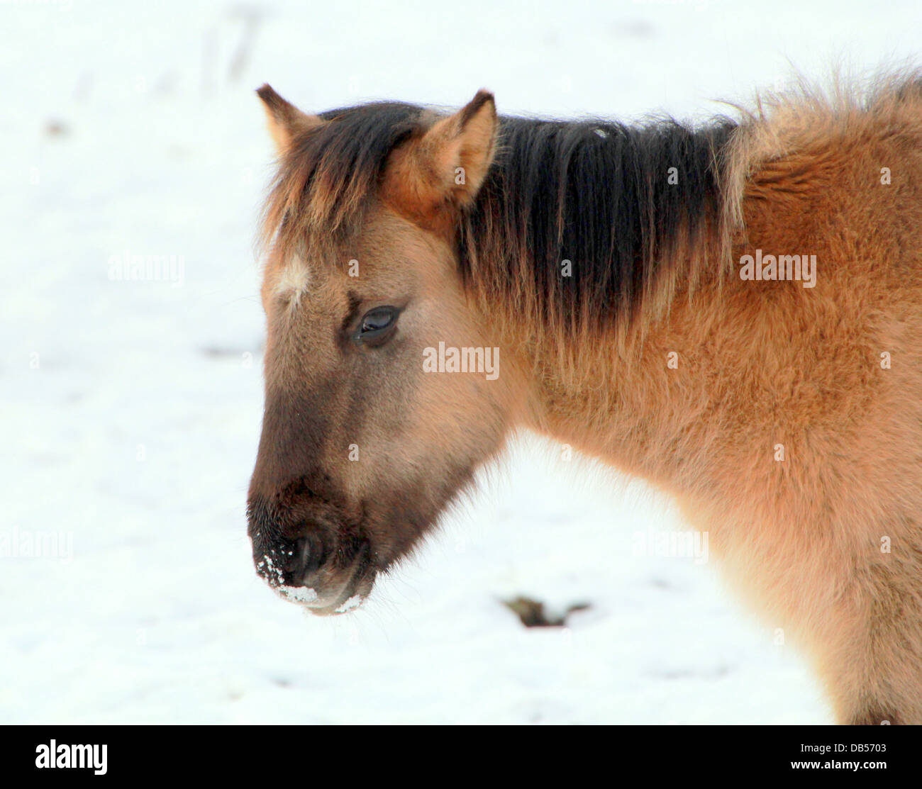 Cheval primitif polonais Banque de photographies et d’images à haute ...