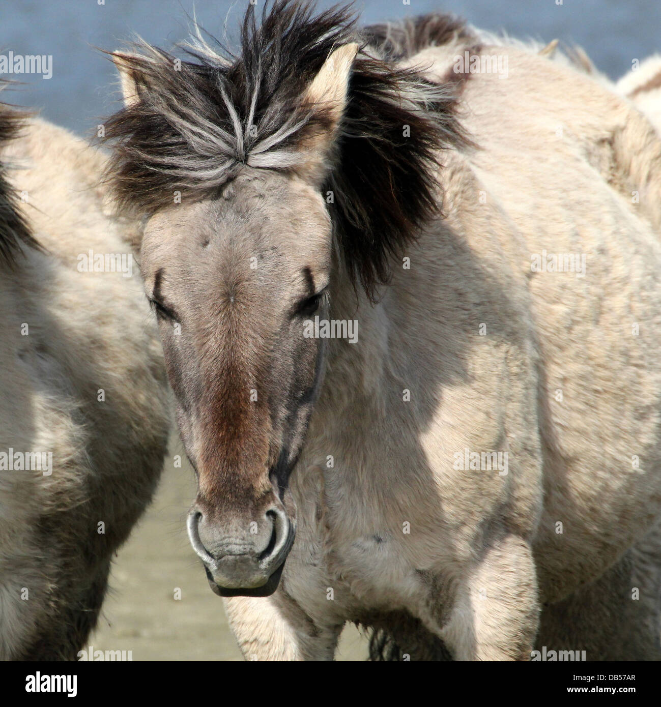 Polish primitive horse Banque de photographies et d’images à haute ...