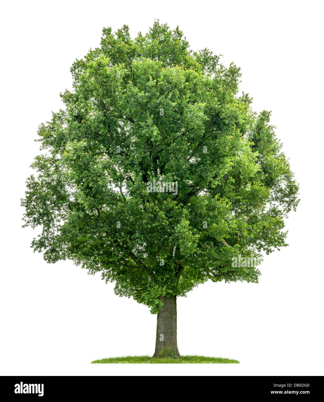Arbre de chêne isolé sur fond blanc Photo Stock - Alamy