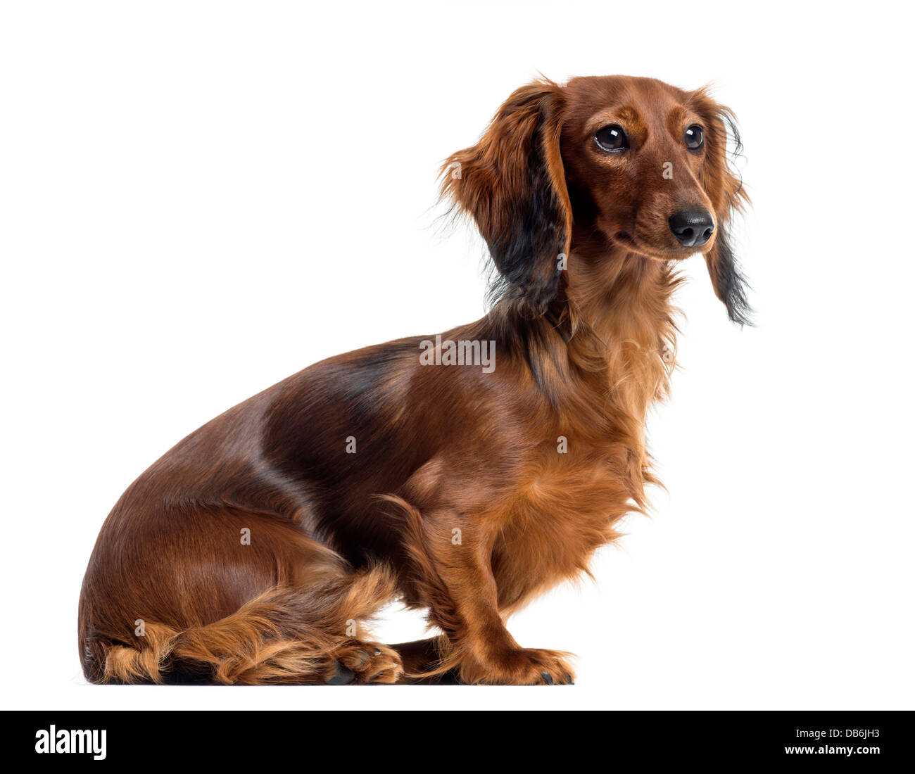 Teckel assis Banque de photographies et d’images à haute résolution - Alamy