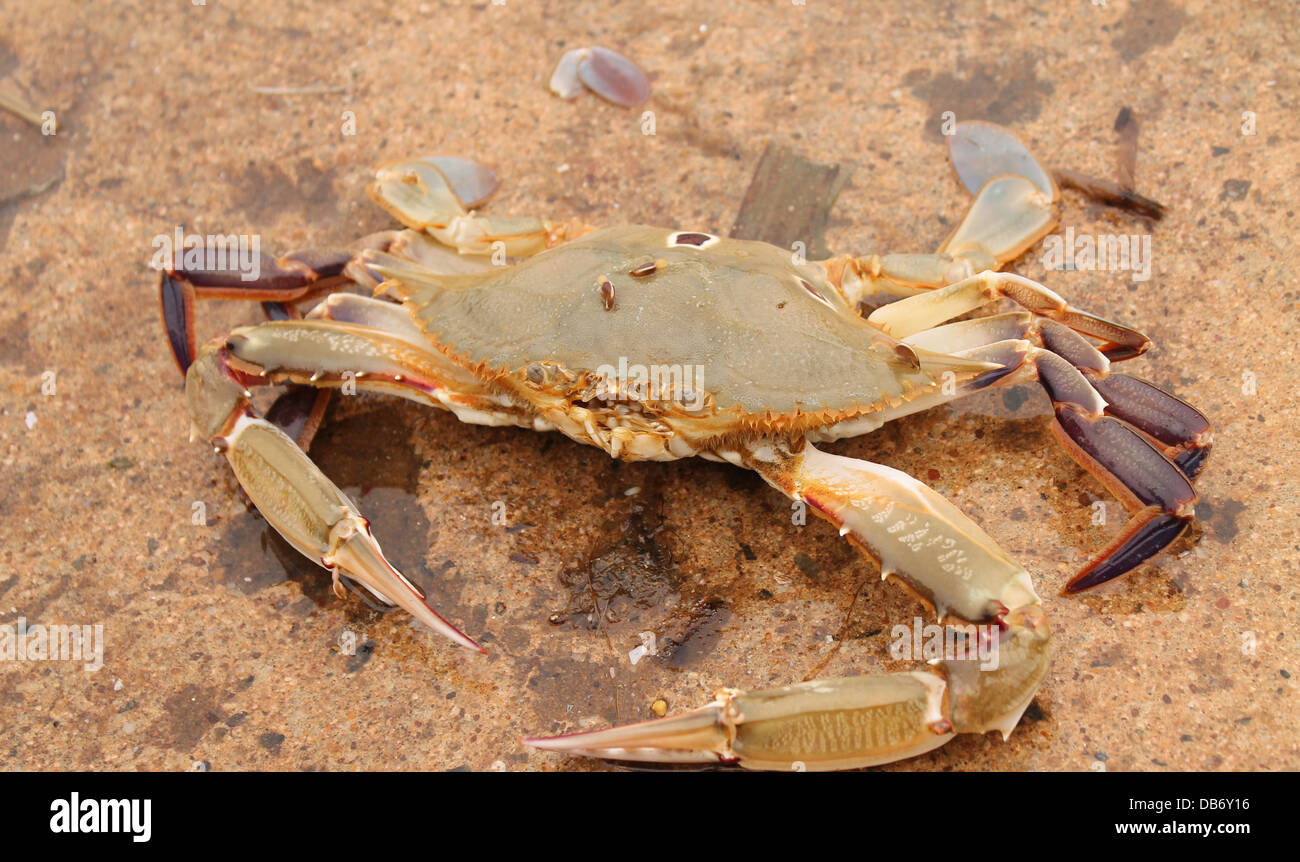 Crabe de mer Banque de photographies et d’images à haute résolution - Alamy