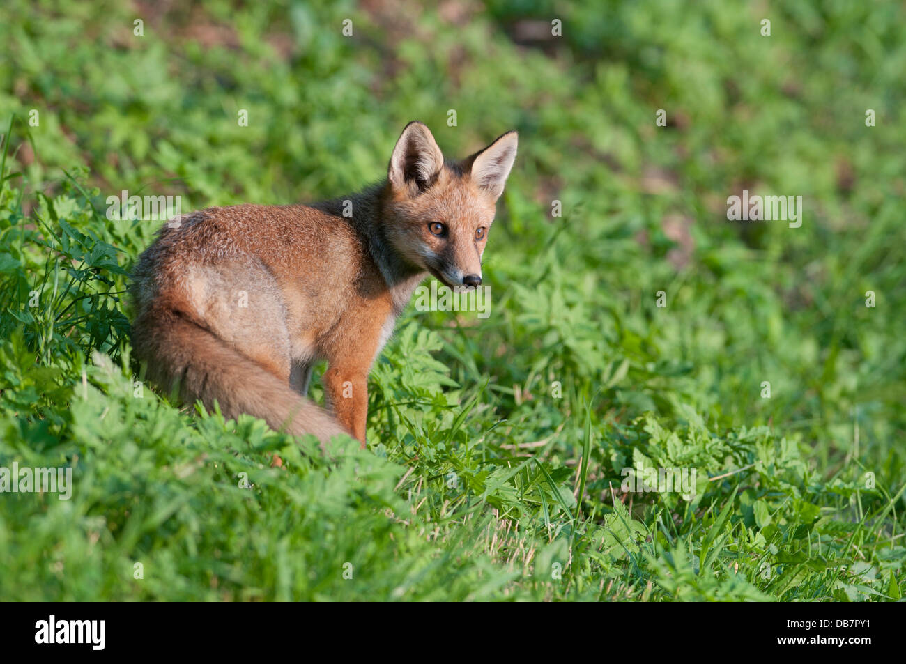 Jeune renard Banque de photographies et d’images à haute résolution - Alamy