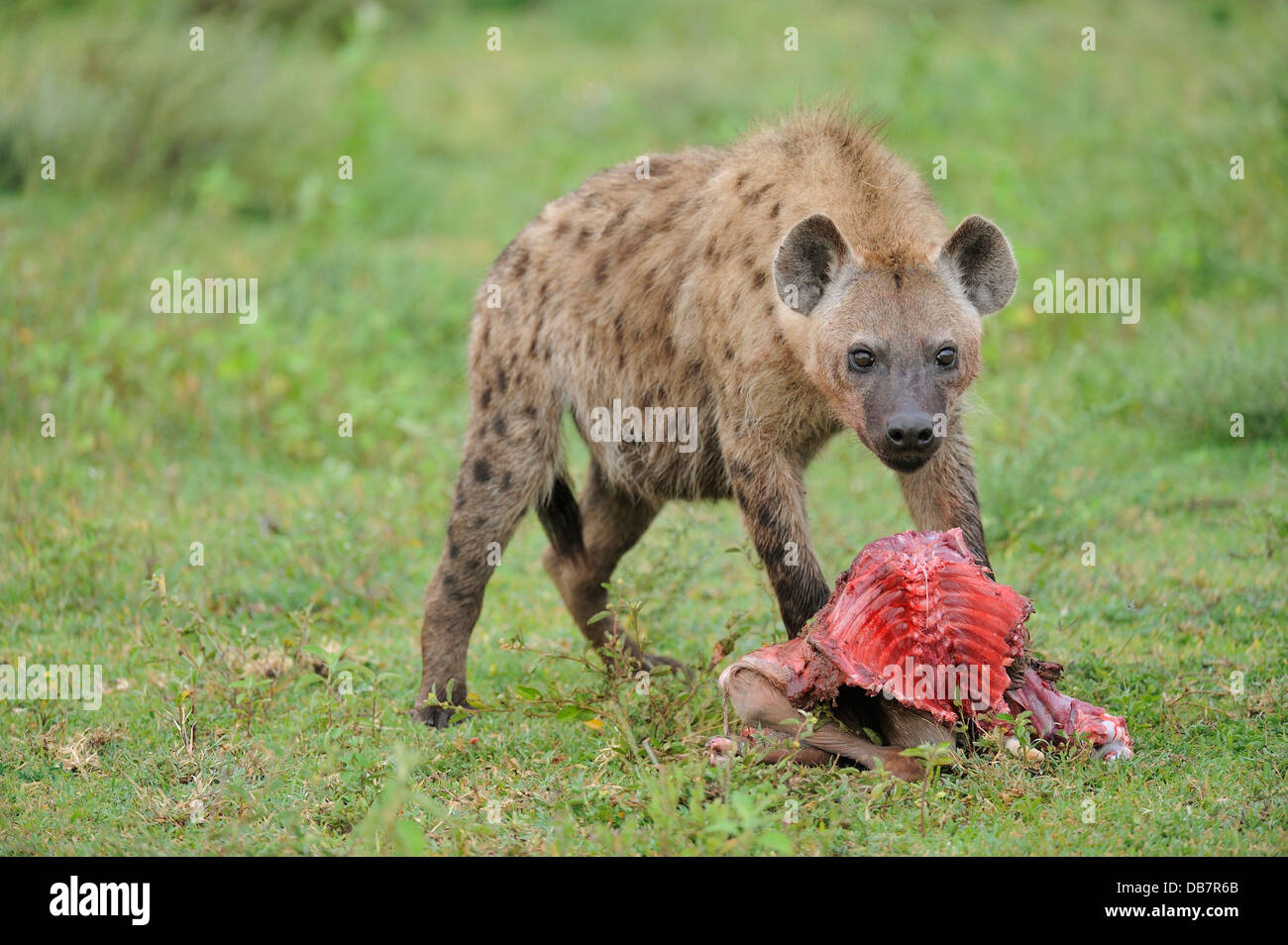Hyena eating Banque de photographies et d’images à haute résolution - Alamy