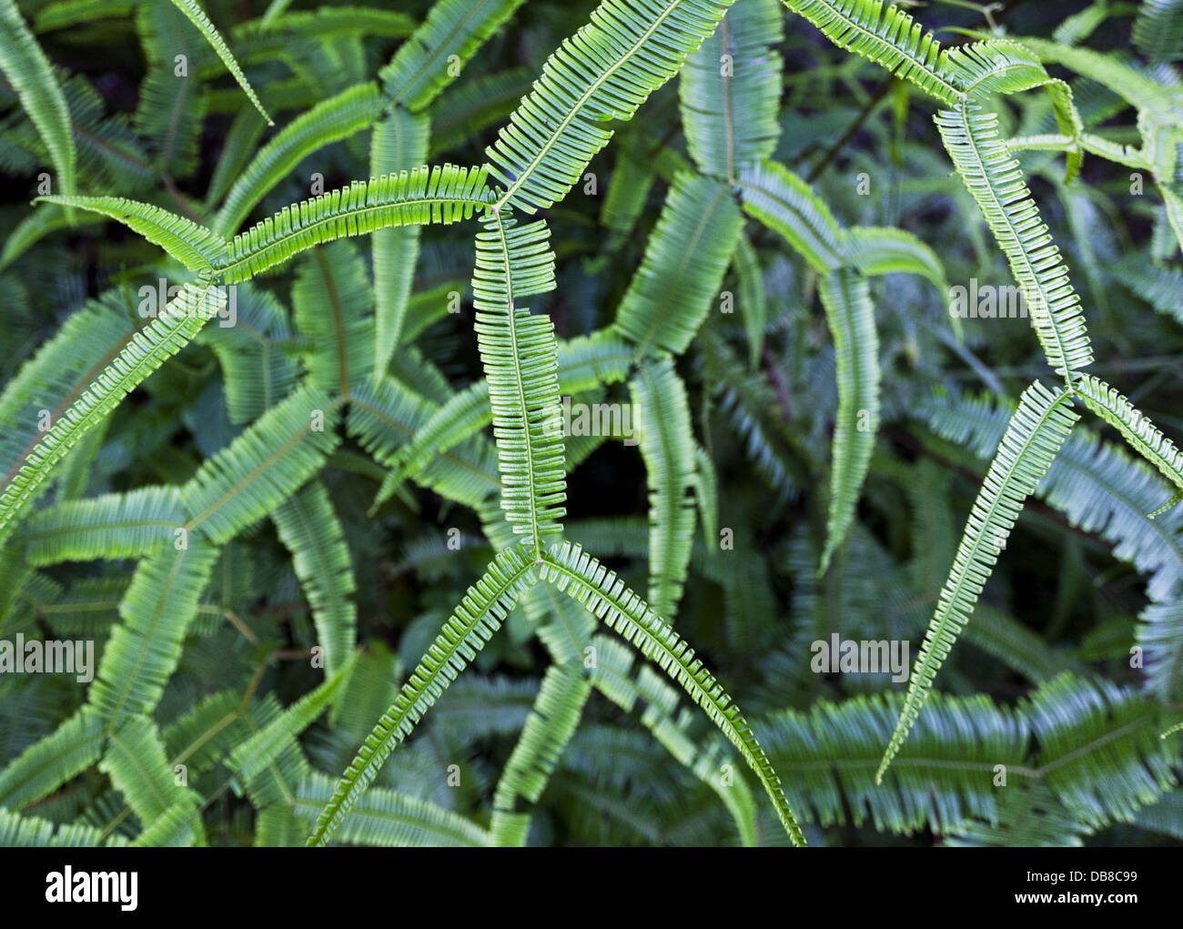 Gleichenia Truncata Banque d'image et photos - Alamy