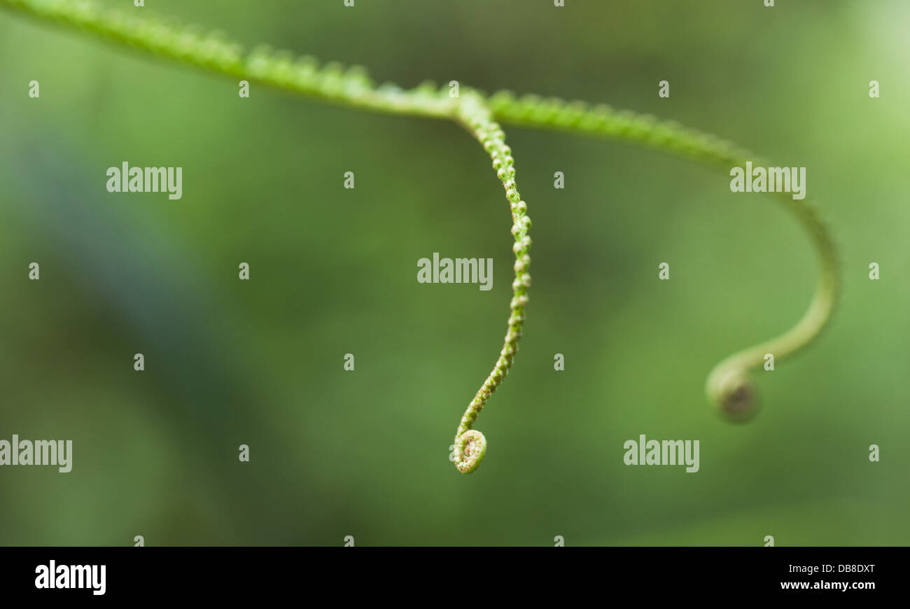 Gleichenia truncata Banque de photographies et d’images à haute ...