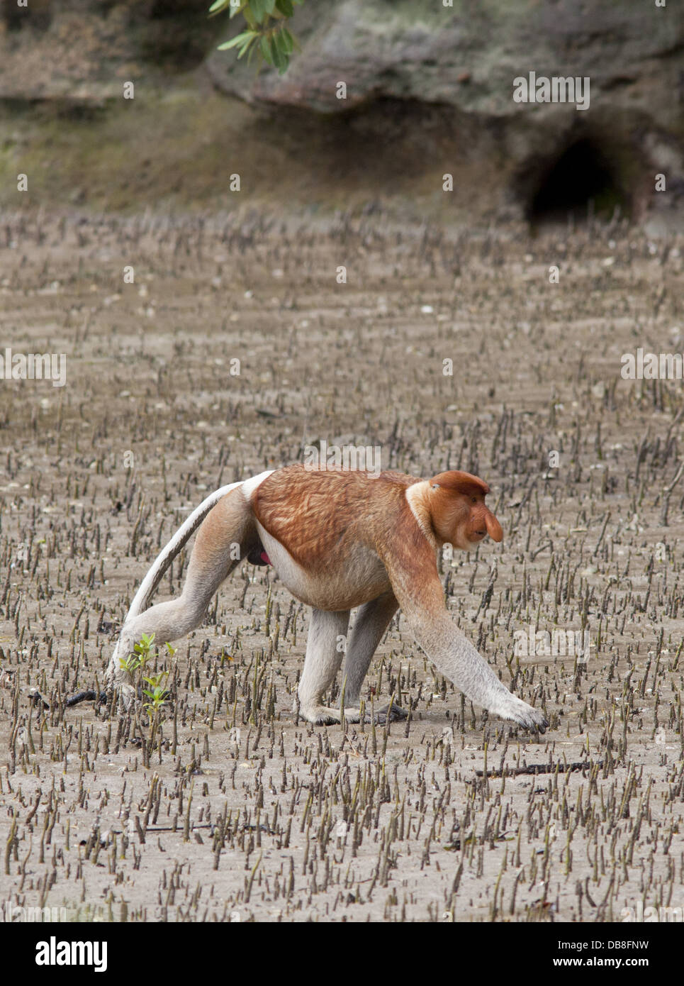 Proboscis singe nasalis larvatus Banque de photographies et d’images à ...