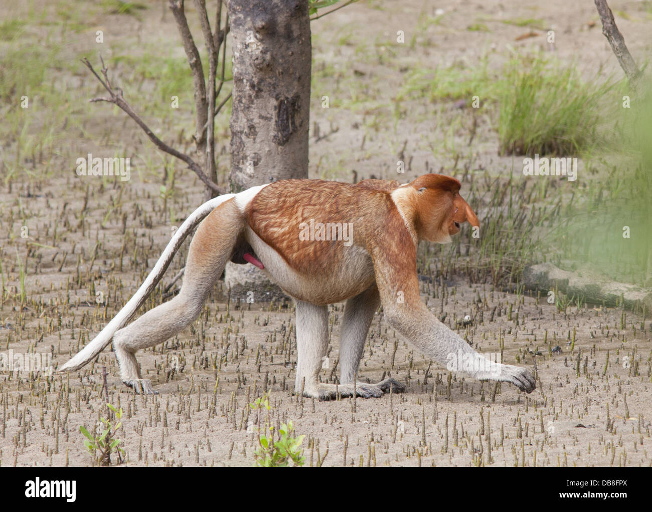 Proboscis singe nasalis larvatus Banque de photographies et d’images à ...