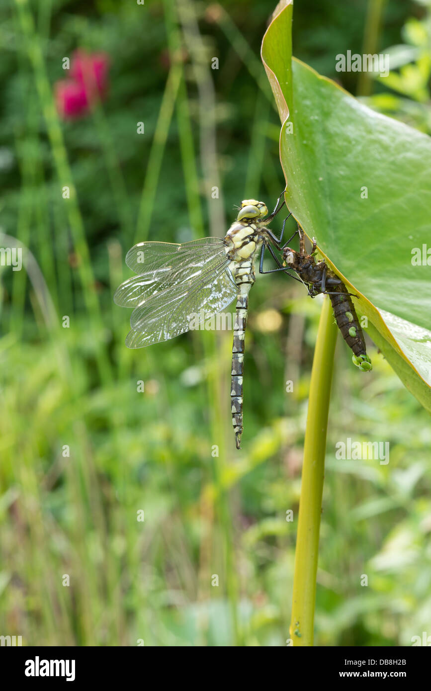 Squelette qui attend depuis longtemps Banque de photographies et d ...
