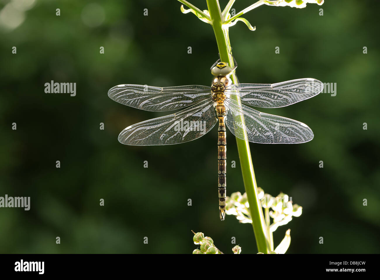 Squelette qui attend depuis longtemps Banque de photographies et d ...