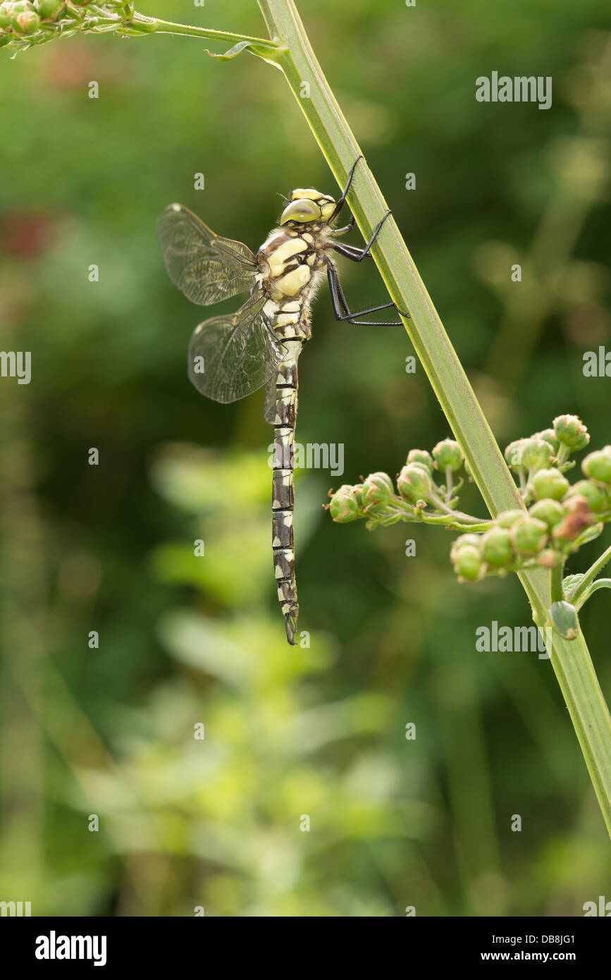 Squelette qui attend depuis longtemps Banque de photographies et d ...