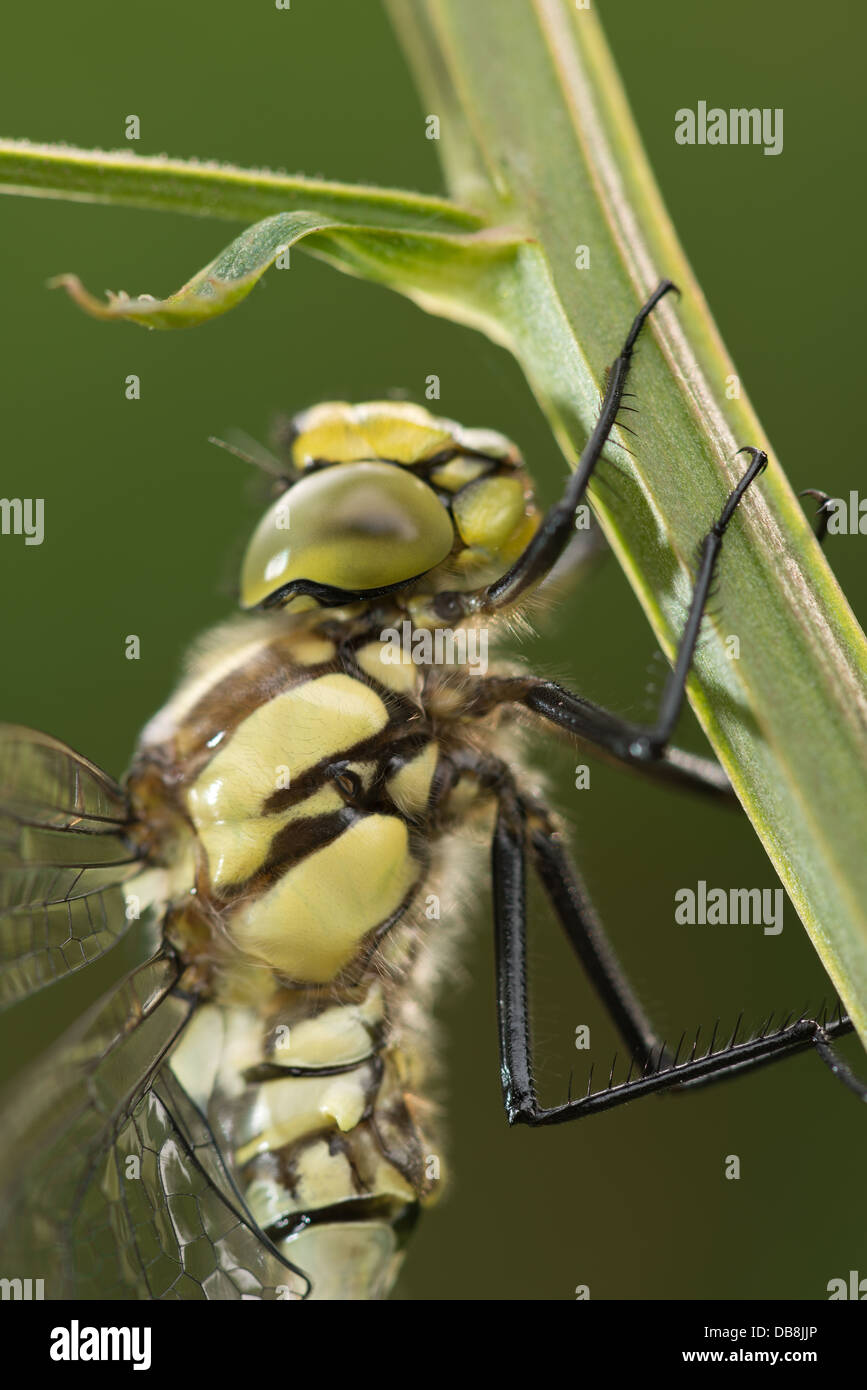 Squelette qui attend depuis longtemps Banque de photographies et d ...
