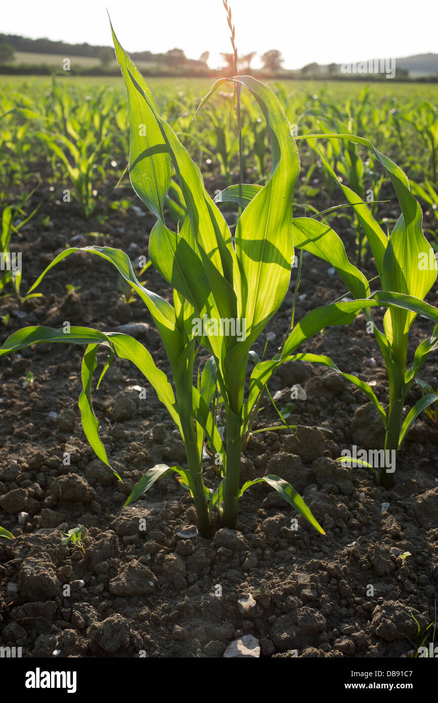 Young corn plants Banque de photographies et d’images à haute ...